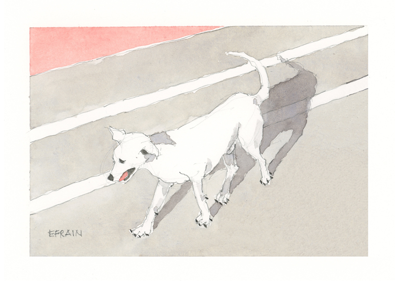 Street Dogs of Nicaragua