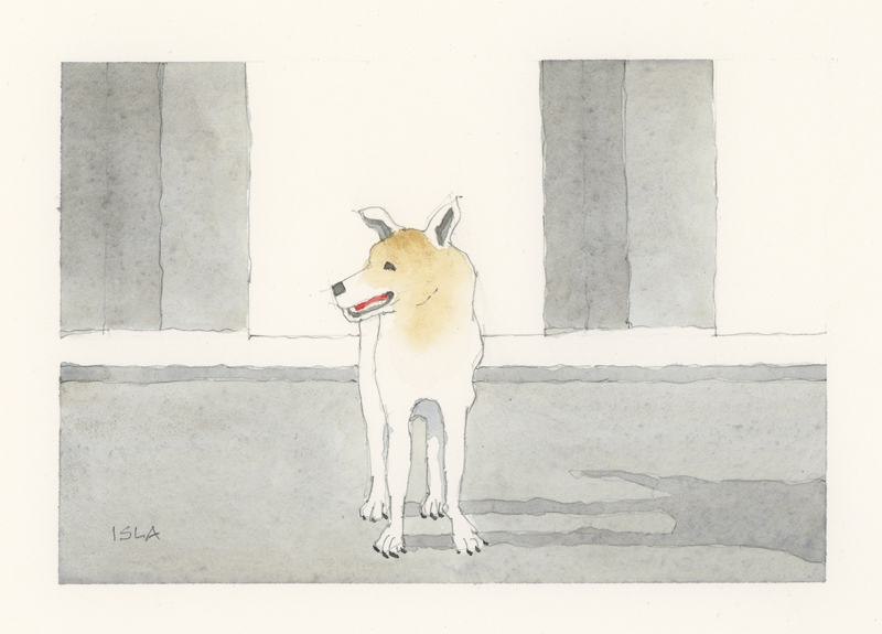 Street Dogs of Nicaragua