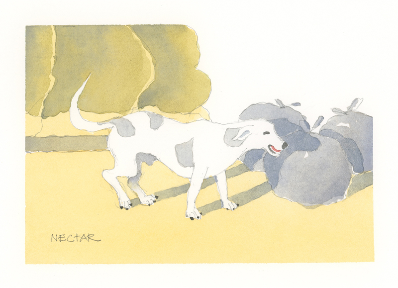 Street Dogs of Nicaragua